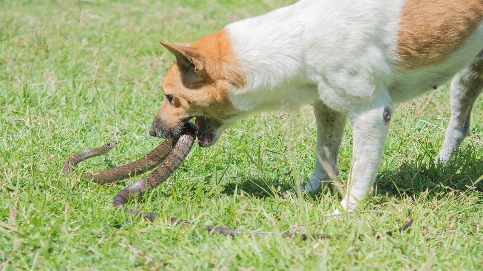 viral trending snake and dog scarry fight goes on social media jmp