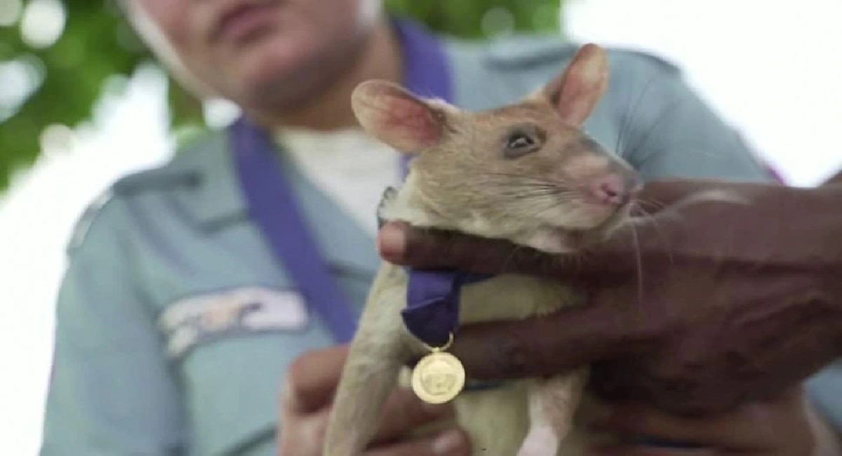 Gold Medalist Brave Magawa Mouse who saved thousands of lives Dead in 2022