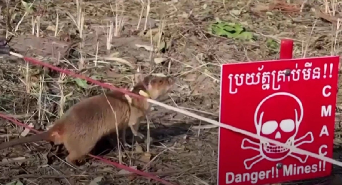 Gold Medalist Brave Magawa Mouse who saved thousands of lives Dead in 2022