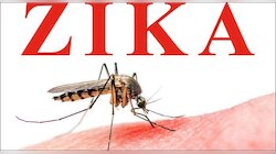 Zika Virus Total Case News in Marathi, Zika Virus Total Case Breaking ...