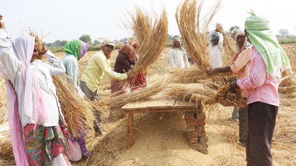 a farmer from murbad innovates threshing technique for rice farming gh