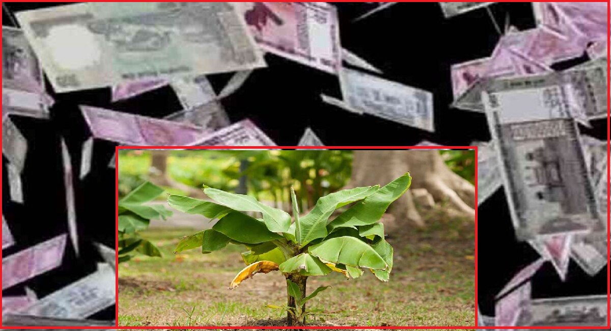 Astro Tips for Thursday and thursday upay for money Banana Tree ...