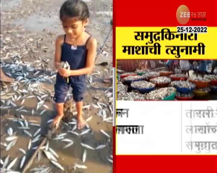 Special Report On Arnala Fish | मुंबईच्या समुद्र किनारी माशांची ...