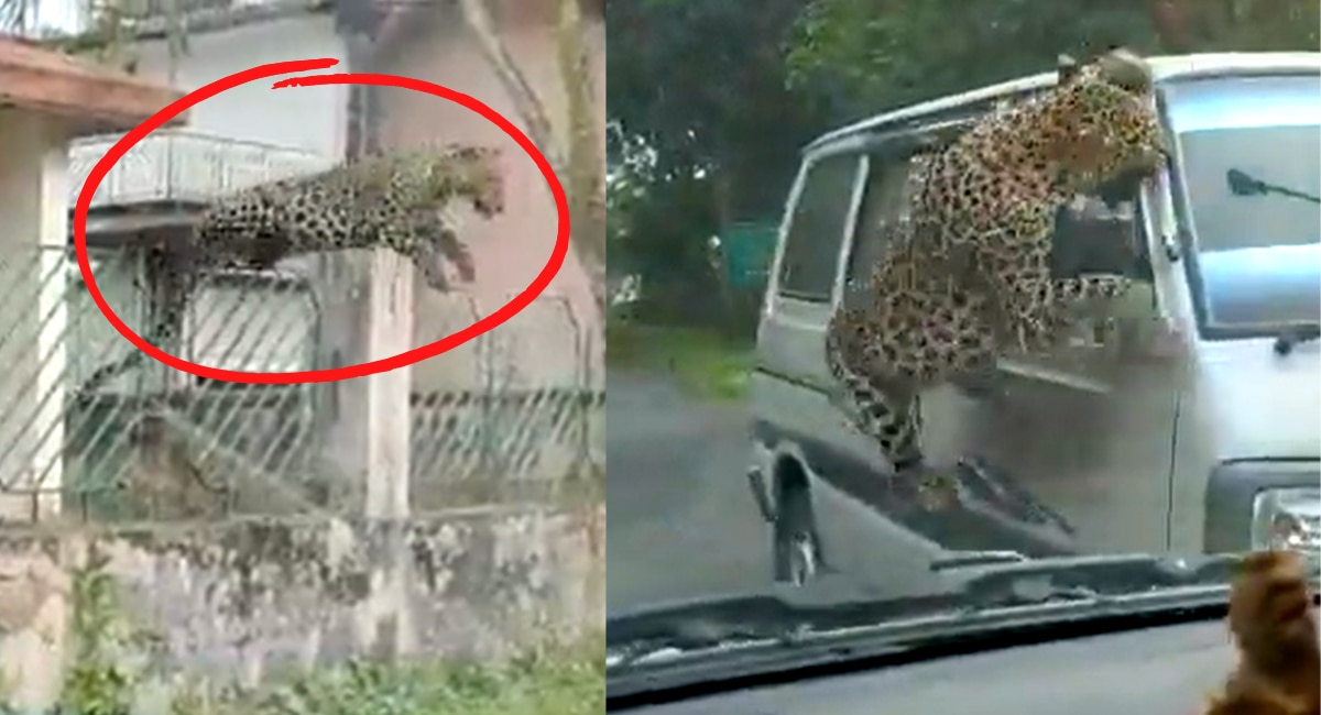 leopard rampage in assams jorhat 13 injured in the attack see video how ...