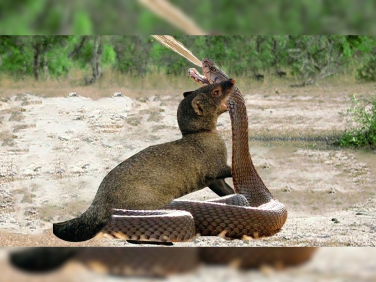 viral trending scary snake mongoose fighting video on social media hmp