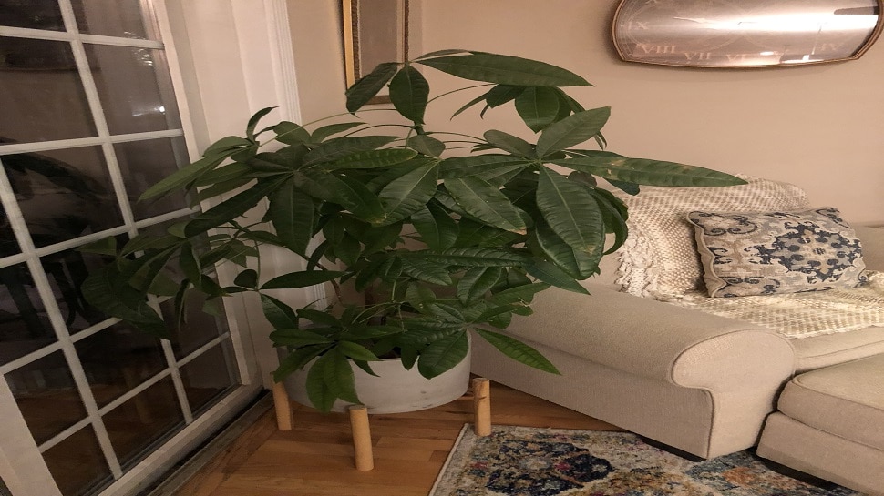 vastu tips upay where to place money plant in house for walthy life jmp