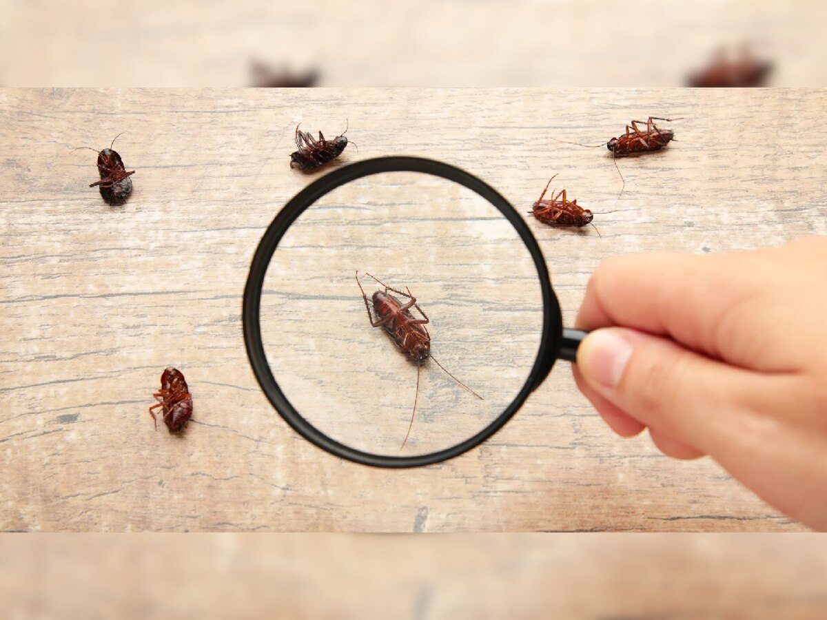 Cockroach facts total 9 days Long a Cockroach Live Without Its Head ...