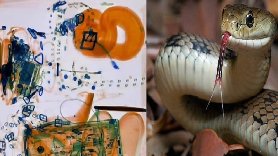 Watch Viral Video of Snake found in woman bag on airport video goes ...