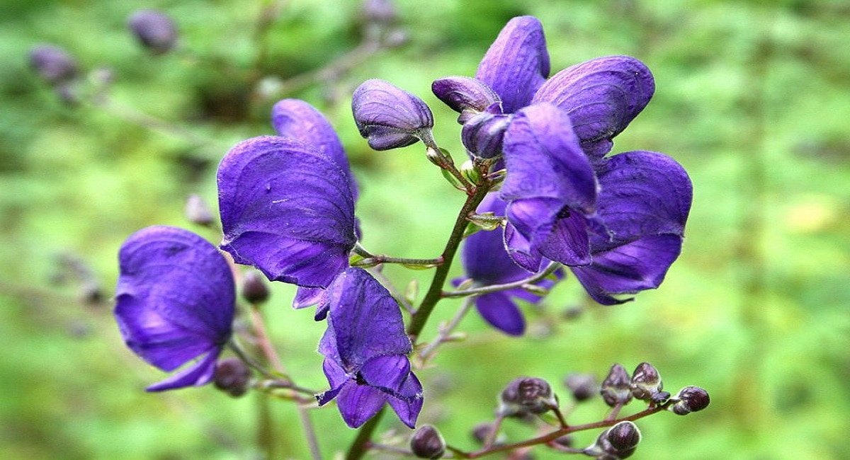 himalayan aconite flower side effects Aconite Flower Use: एकदम डेंजर ...
