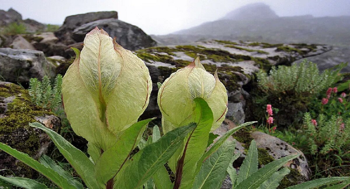 Vastu Tips For Braham Kamal details and significance | Vastu Tips For Braham Kamal : लाखात एक ...