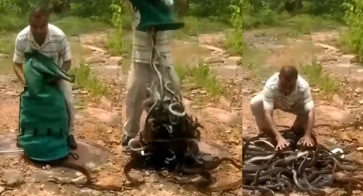 Trending man who brought 300 snakes in gunny Shocking Video Viral on ...
