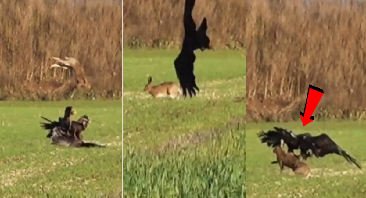 Eagle and Rabbit Fight Viral Video Shock Internet