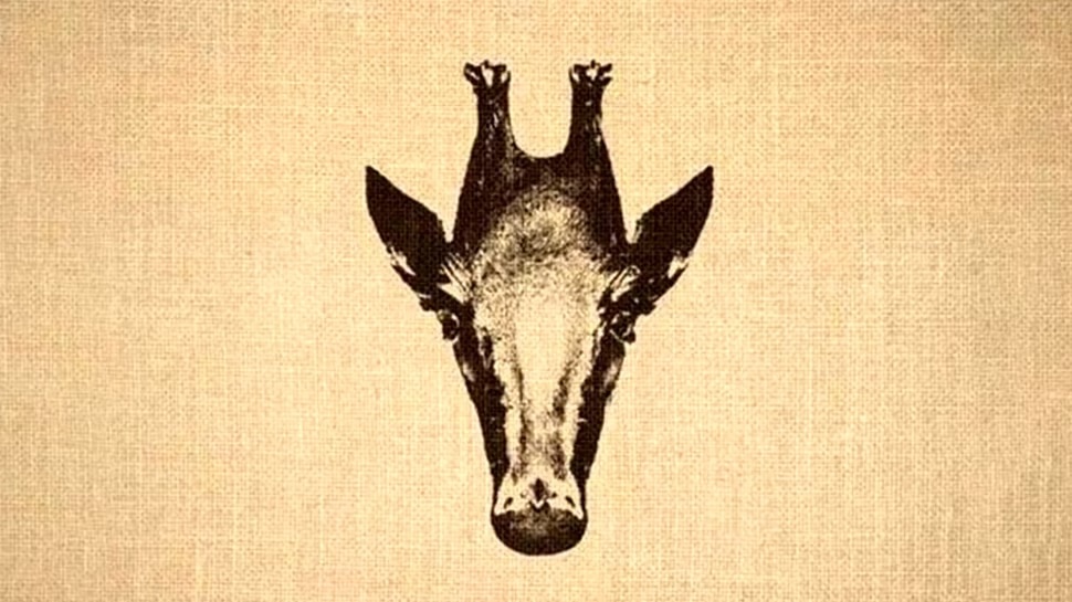 Optical Illusion try to find the hidden penguin photo in cow face you ...