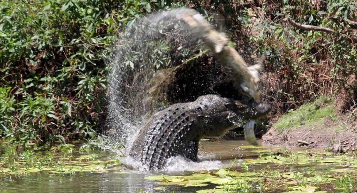 Crocodile Returns Body Of A Drowned Child To Rescue Team In Indonesia ...