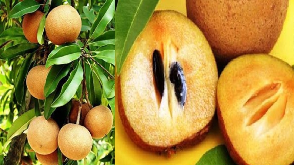 Chikoo Benefits : Top 14 health benefits for chikoo in marathi know in ...