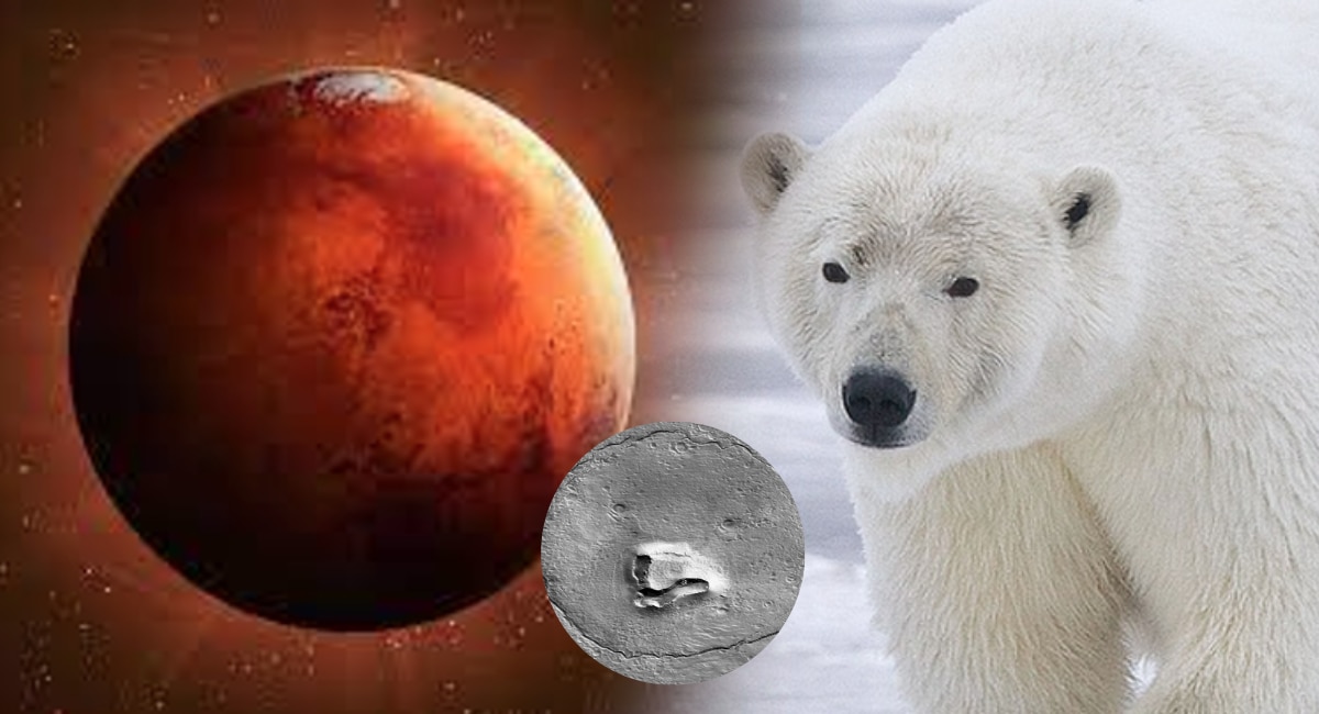 a bear face on mars goes viral on social media see the full photo