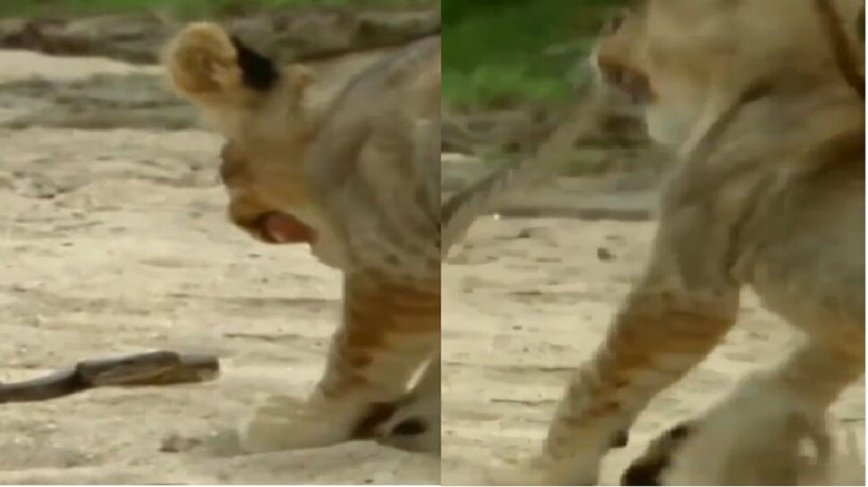 Snake and lion cub fight video goes viral netizens reacts with funny comments