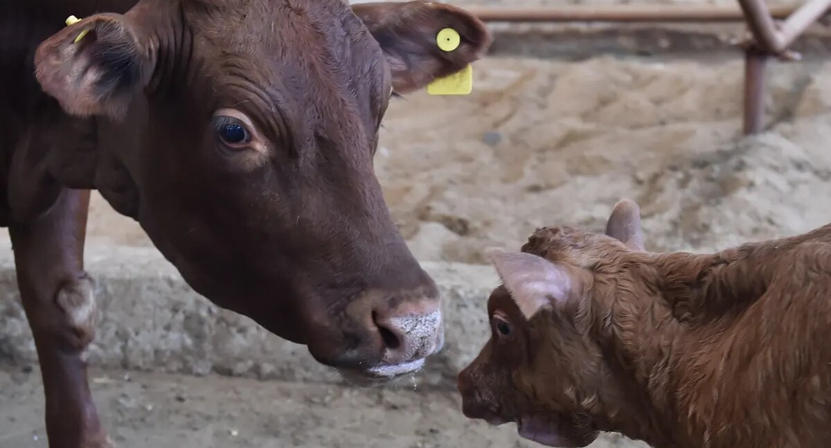A Chinese cow can give 140 liters of milk a day Chinese Scientists Made ...