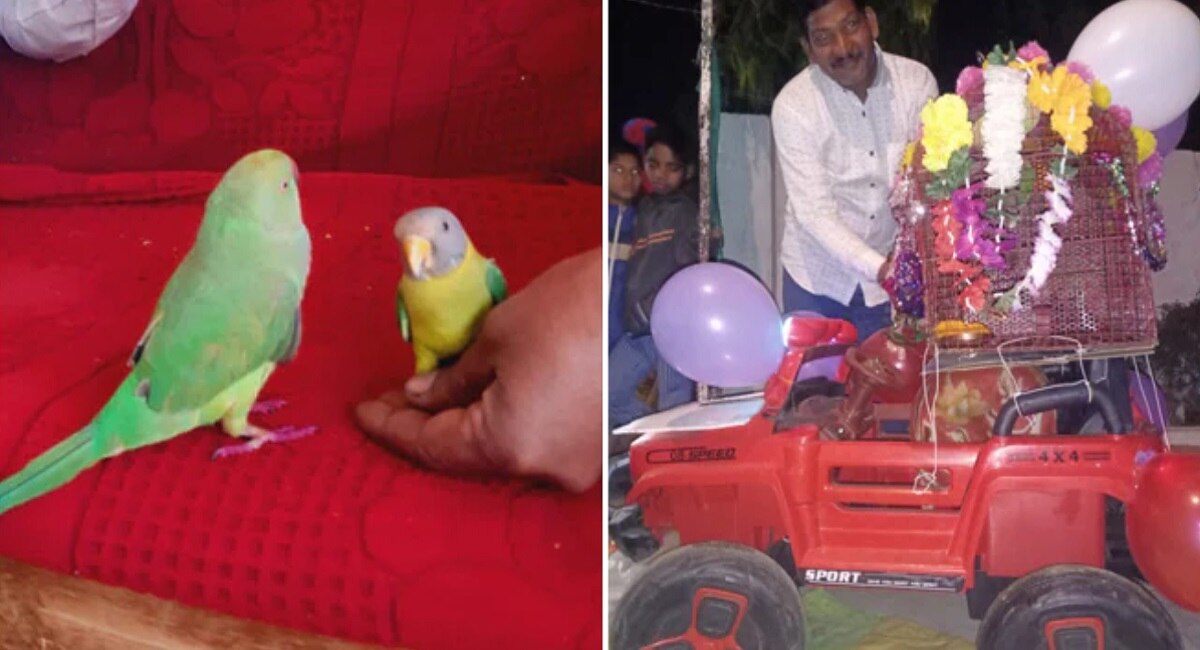 A parrot got married with maina in Madhya Pradesh | मै तेरा पोपट, तू ...