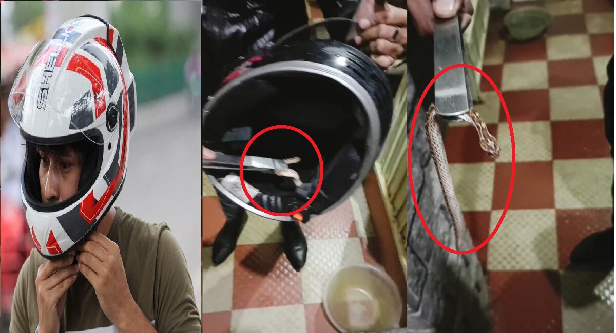 Trending Video Snake at Helmet Viral Video on Social media | Snake ...