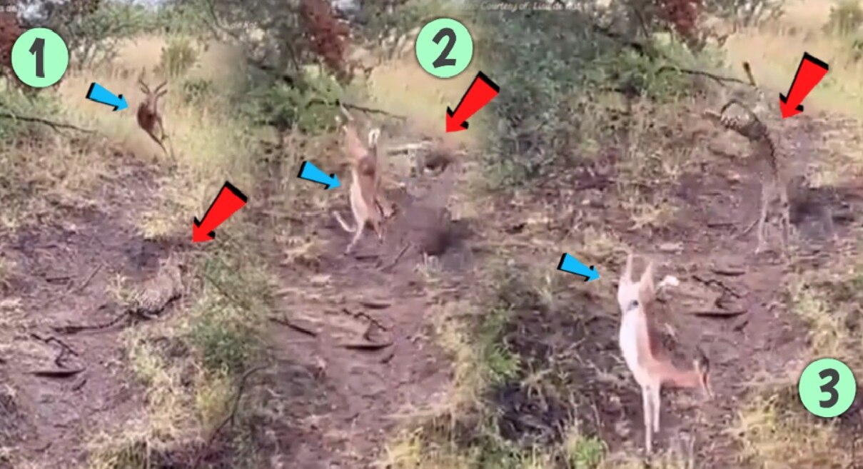 Viral Video showing cheetah agility while catching a deer wows Twitter ...