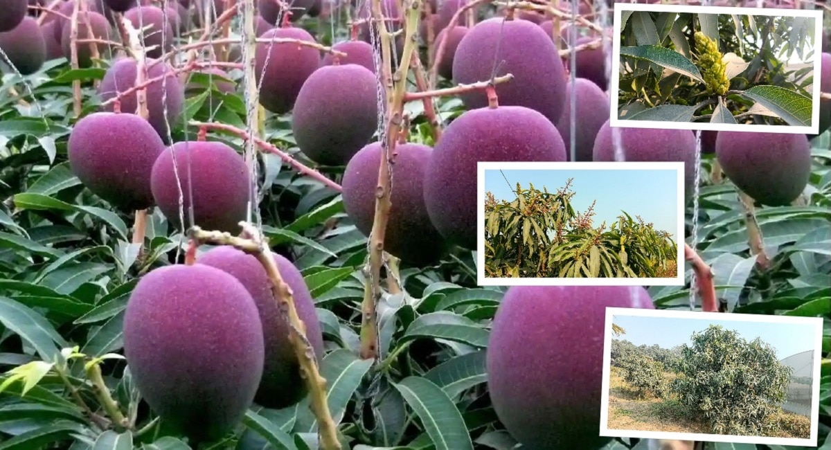 world most expensive mango miyazaki japan West Bengal Malda | Photos ...