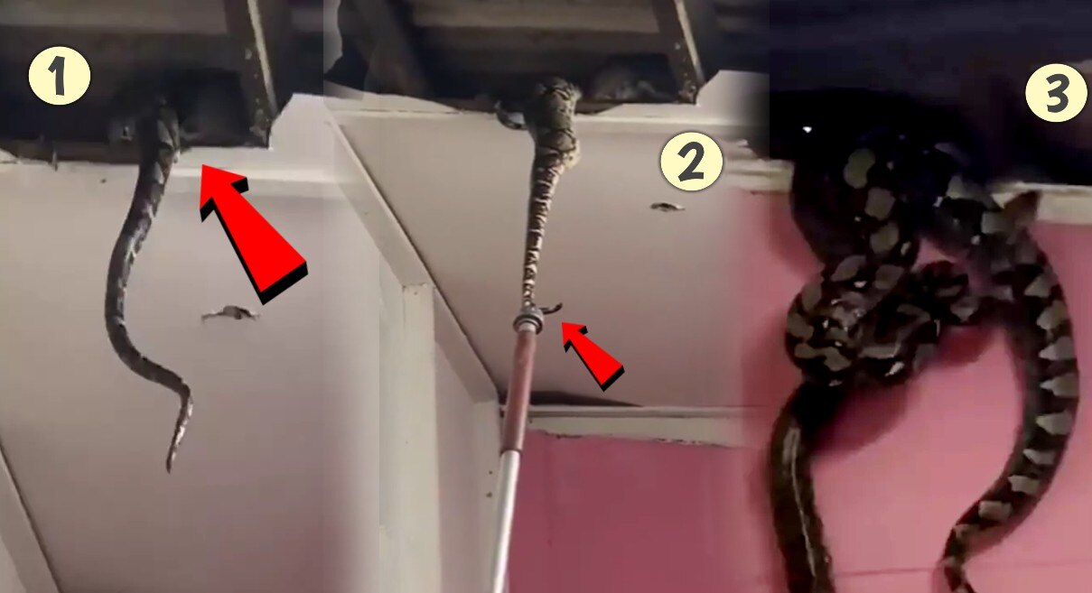 Viral video 3 huge snakes fall out of ceiling in Malaysia home people ...