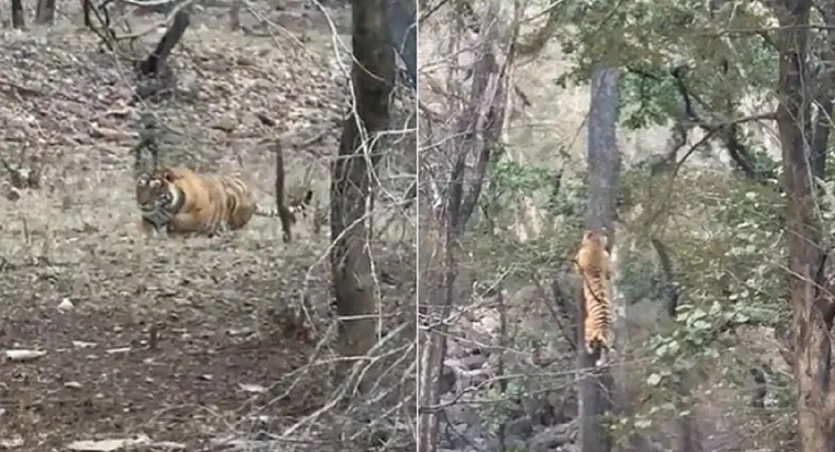 Forest Officer Susanta Nanda Shares Video Of A Leopard In A Tiger ...