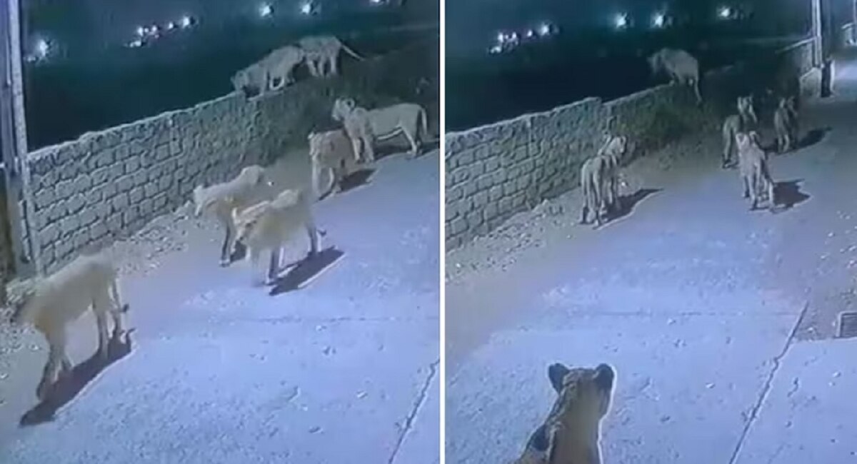 Trending video 8 lions entered the city Virla Video on Social media ...