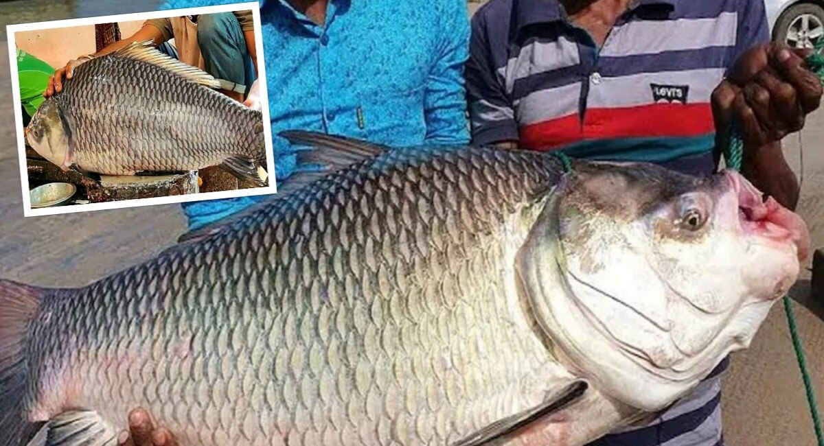 A big 18 kg katla fish caught by fisherman in padma river bangladesh ...