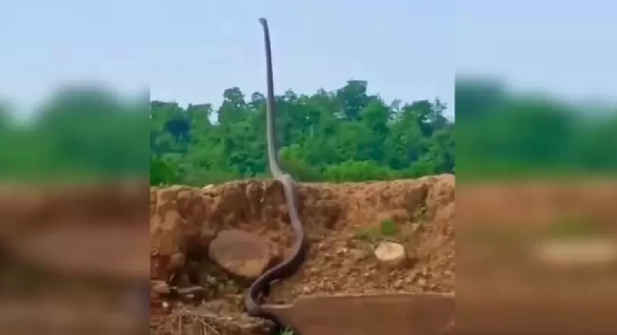 King Cobra Video: कशाचाही आधार न घेता किंग कोब्रा शेपटीच्या जोरावर उभा ...