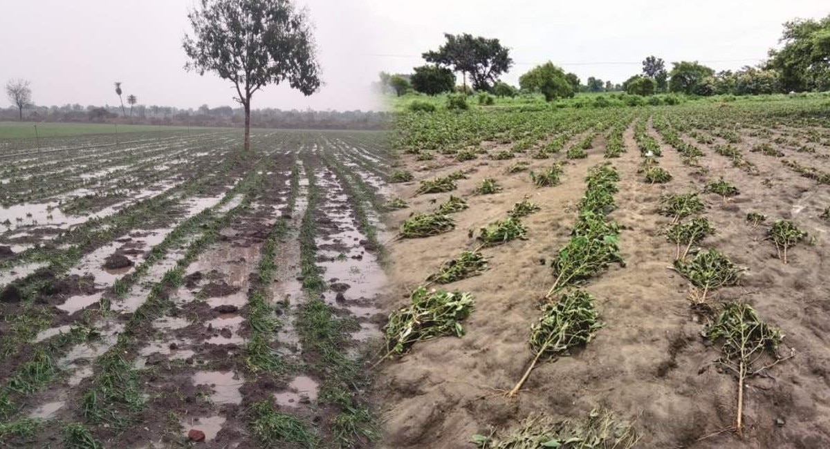 Maharashtra Weather : महाराष्ट्रावर अवकाळी संकट; पाऊस, गारपीटीमुळं पिकांचं नुकसान | maharashtra ...