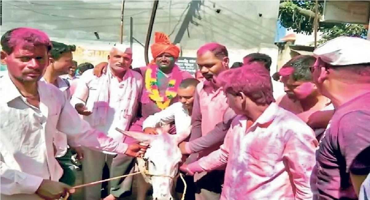Holi 2023: विड्याची अनोखी परंपरा...गाढव तयार पण, मिरवणुकीसाठी जावई सापडेनात...