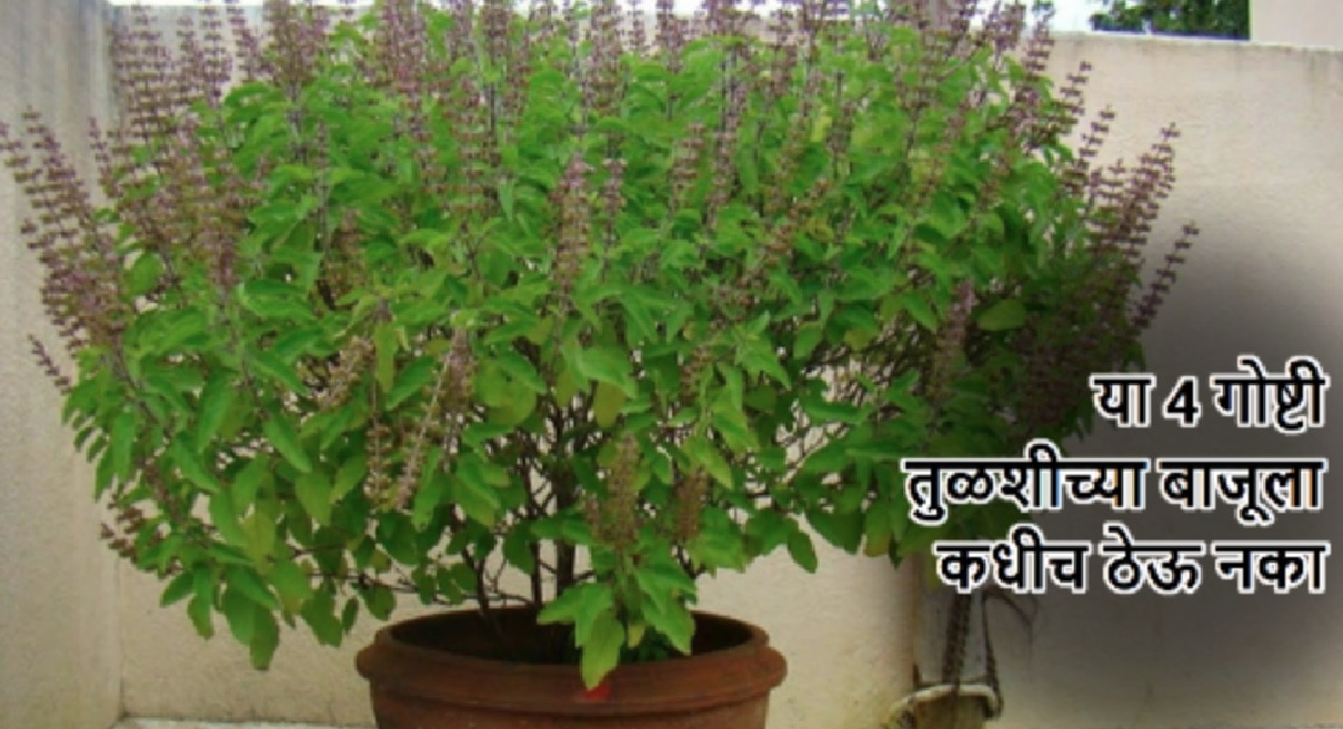 Tulsi Vastu तुळशीच्या आजूबाजूला चुकूनही ठेऊ नका या 4 गोष्टी घरावर येऊ शकतं आर्थिक संकट Vastu 