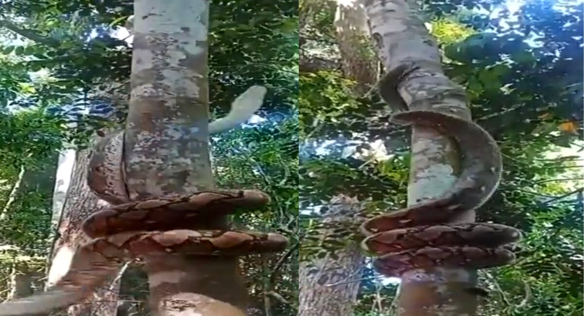 Snake On Tree : ...अन् महाकाय अजगर झपझप झाडावर चढला, Video पाहून ...