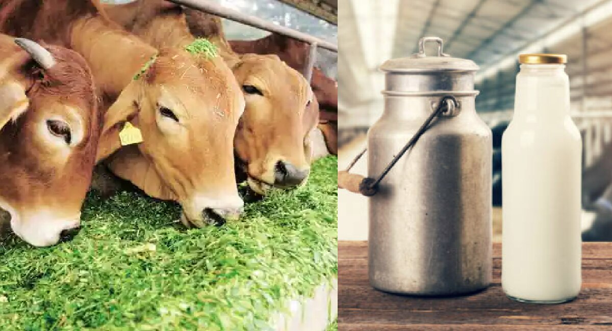 Cow Cess Himachal Pradesh govt will be a excise duty of Rs 10 on every ...