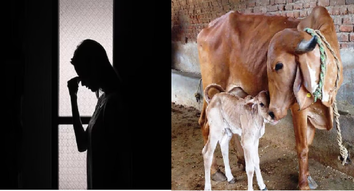 Crime News : ...अन् त्याने चक्क गाईसाठी बायकोला दिला दगा; लग्नानंतर ...