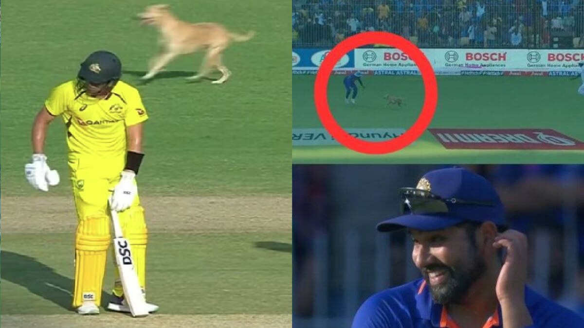 Dog invades pitch at the inside the stadium Rohit Sharma cant stop laughing