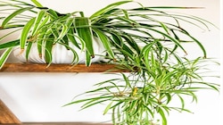 benifits of spider plant News in Marathi, benifits of spider plant ...