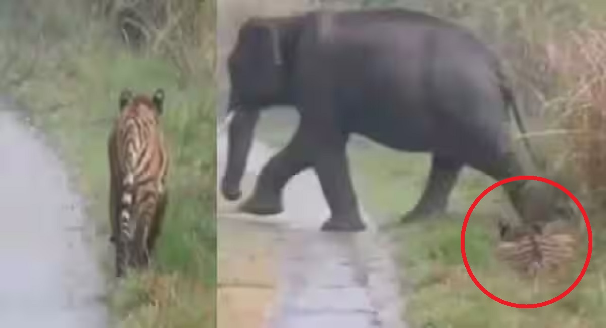 Trending Video : जेव्हा वाघासमोर हत्तीचं कपळ येतं तेव्हा...इंटरनेटवर ...