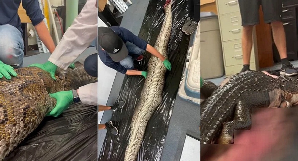 अजगराच्या पोटातून बाहेर काढली 5 फुटांची मगर; VIDEO पाहून अंगावर काटा ...