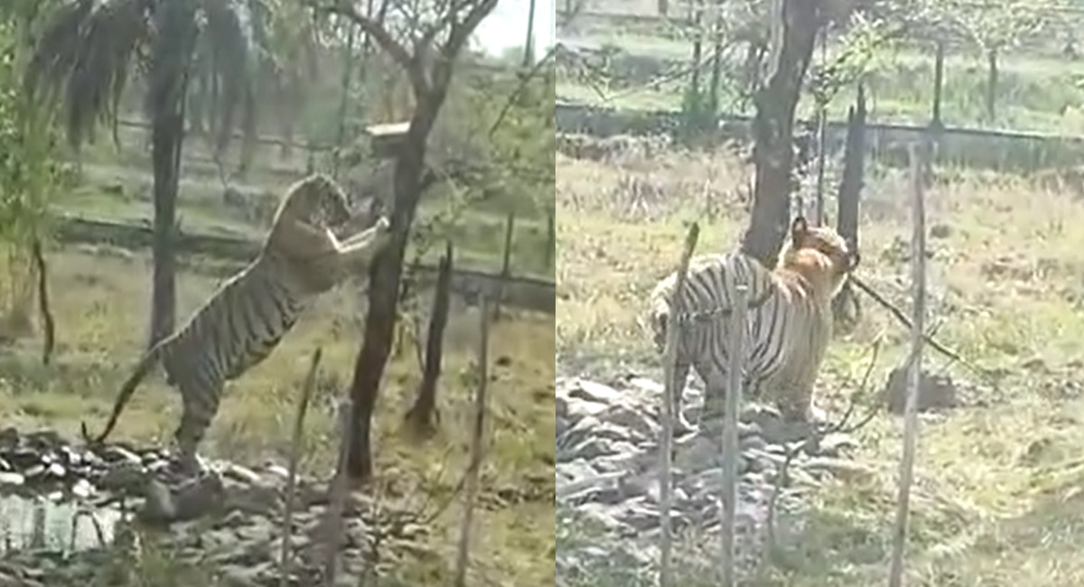 लग्नमंडपात घुसून धुमाकूळ राजकुमार वाघाची गोरेवाडा आंतरराष्ट्रीय प्राणी संग्रहालयातही मस्ती सुरूच ...