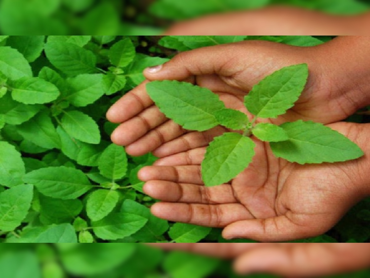 Eat Tulsi leaves every morning you will see these 5 good changes in ...