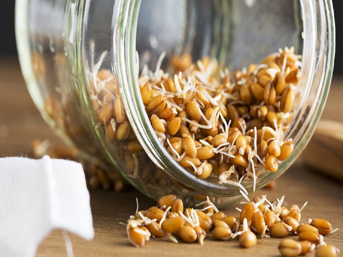 Sprouted Wheat: अंकुरलेले गहू खाण्याचे 3 मोठे फायदे