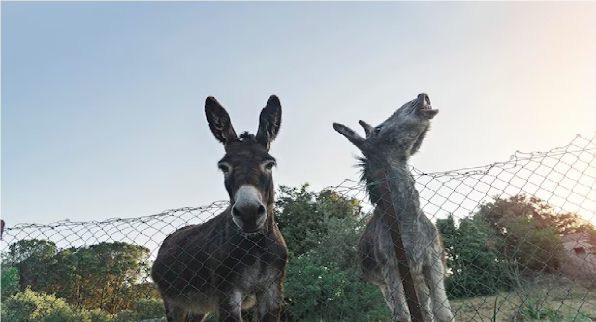 चीन पाकिस्तानकडून गाढवाची कातडी विकत घेऊन नक्की काय करणार आहे ...