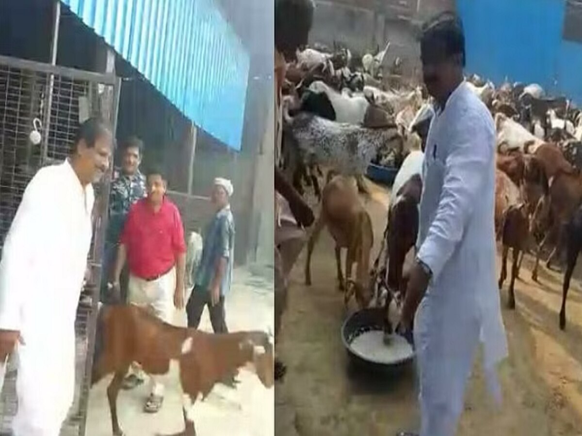 uttar pradesh jain society gave new life to 250 goats save from ...