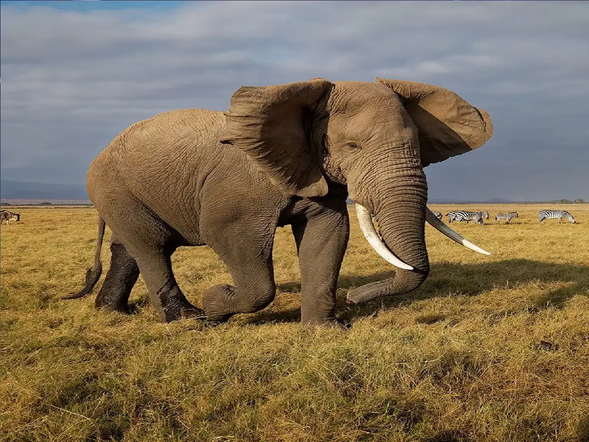 genereal knowledge ivory more expensive than gold what the reason behind