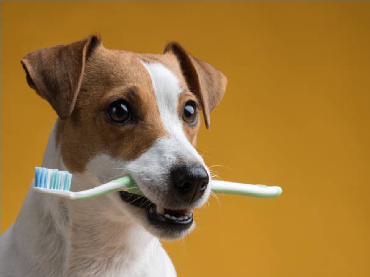 प्राणी कधीच ब्रश करत नाहीत मग त्यांचे दात किडत का नाही? Why don animals ...