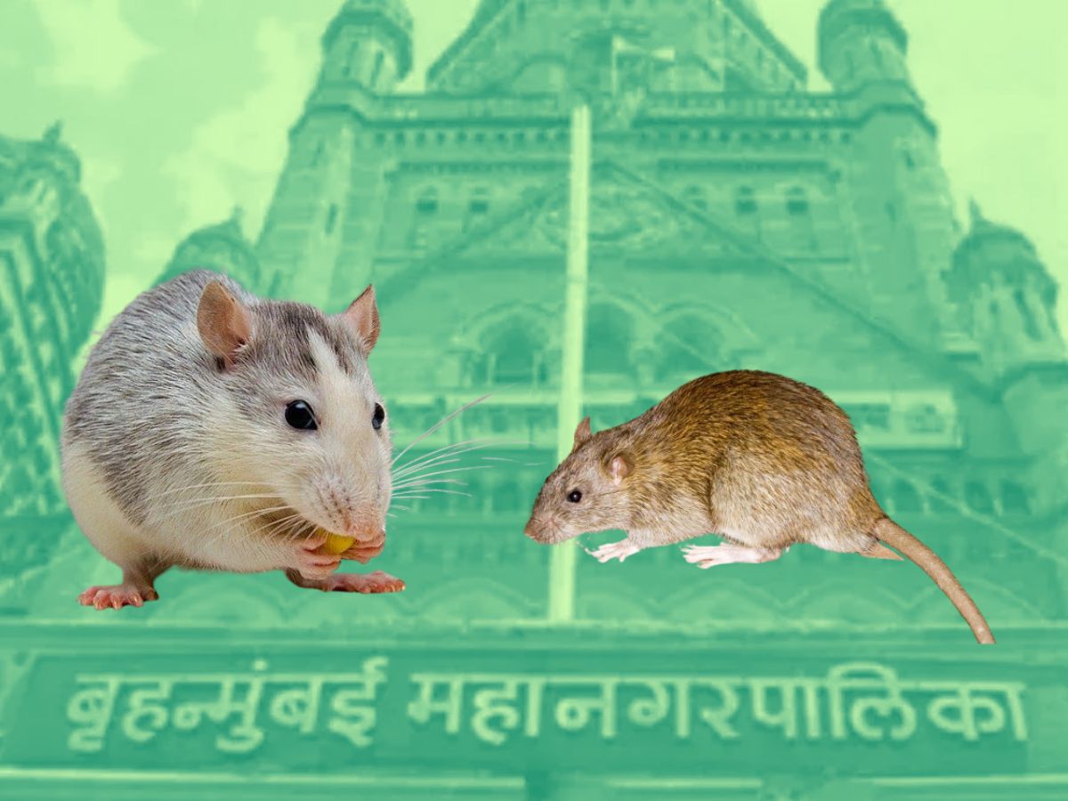 Mumbai Municipal Corporation spent four and a half crore rupees in four ...