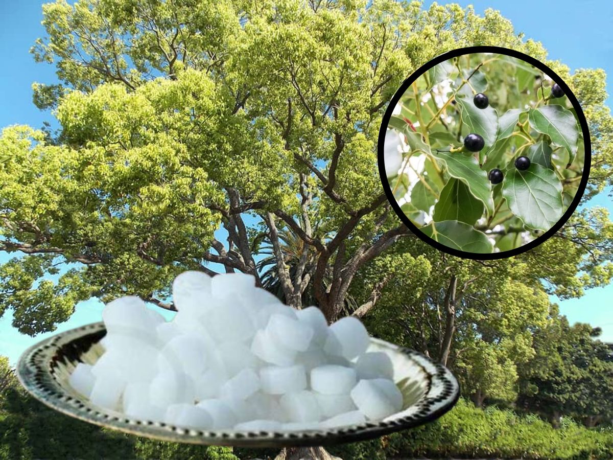 Camphor Benefits: वास्तूदोष दूर करणाऱ्या कापराचे झाडही असते, तुम्हाला ...